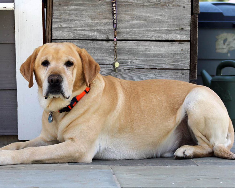 Hats - Baltimore Dog