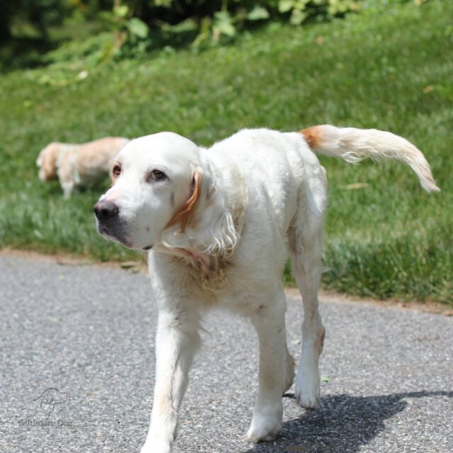 Baltimore Dog - Baltimore's Most Trusted Dog Walker